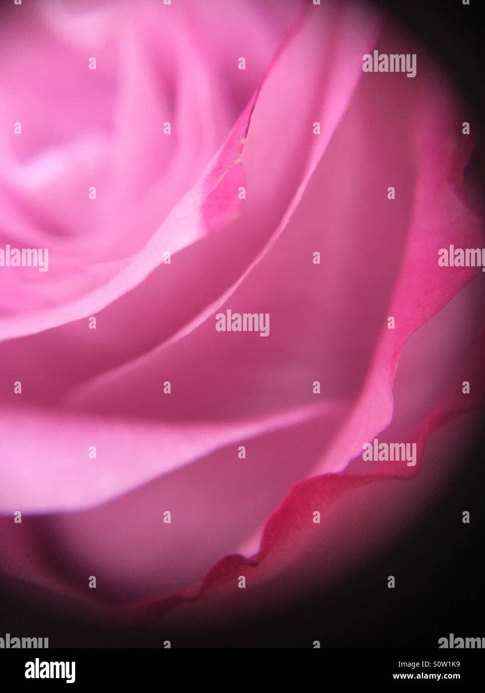 Rose pink petals hi-res stock photography and images - Alamy