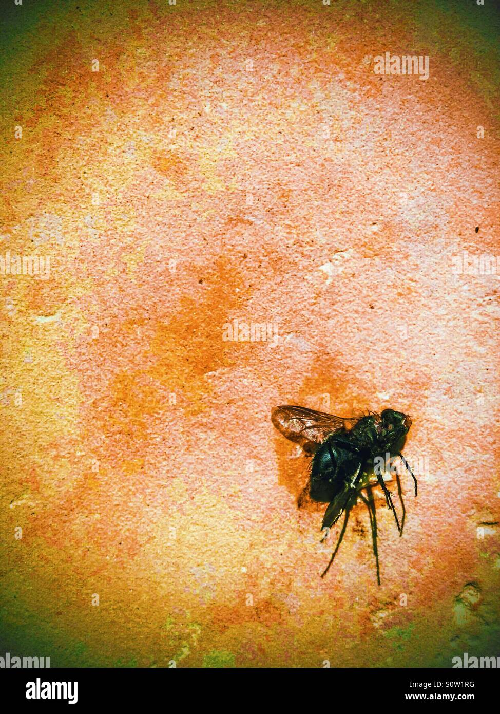 Bugs fly hi-res stock photography and images - Alamy