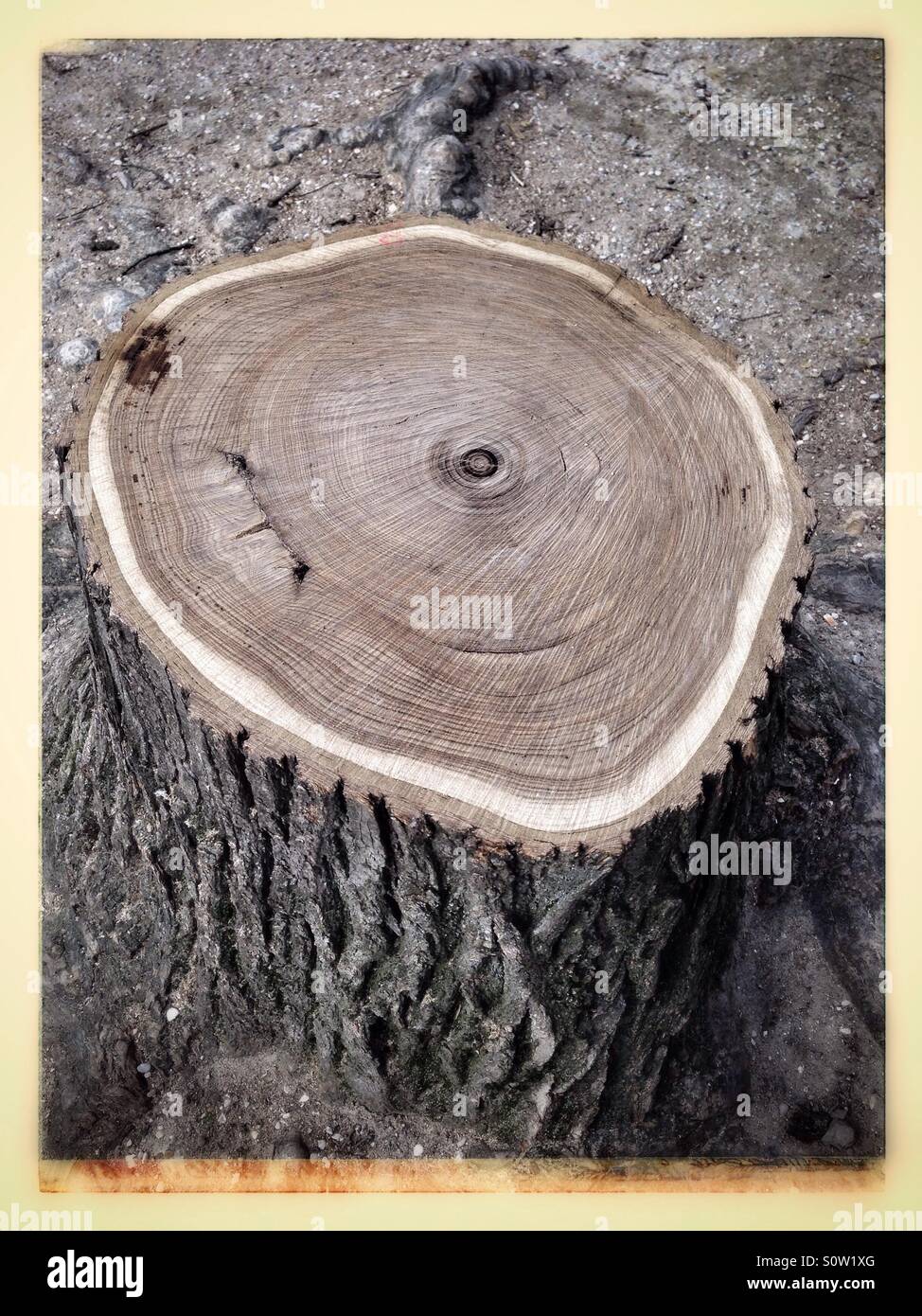 Cut tree hi-res stock photography and images - Alamy