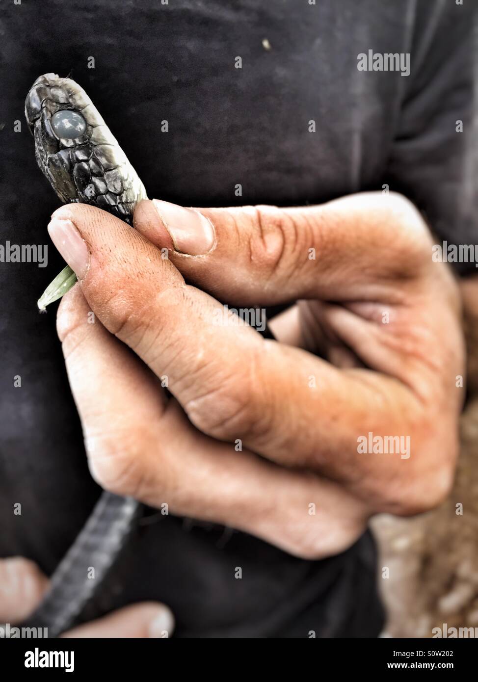 Venomous snakes hi-res stock photography and images - Alamy