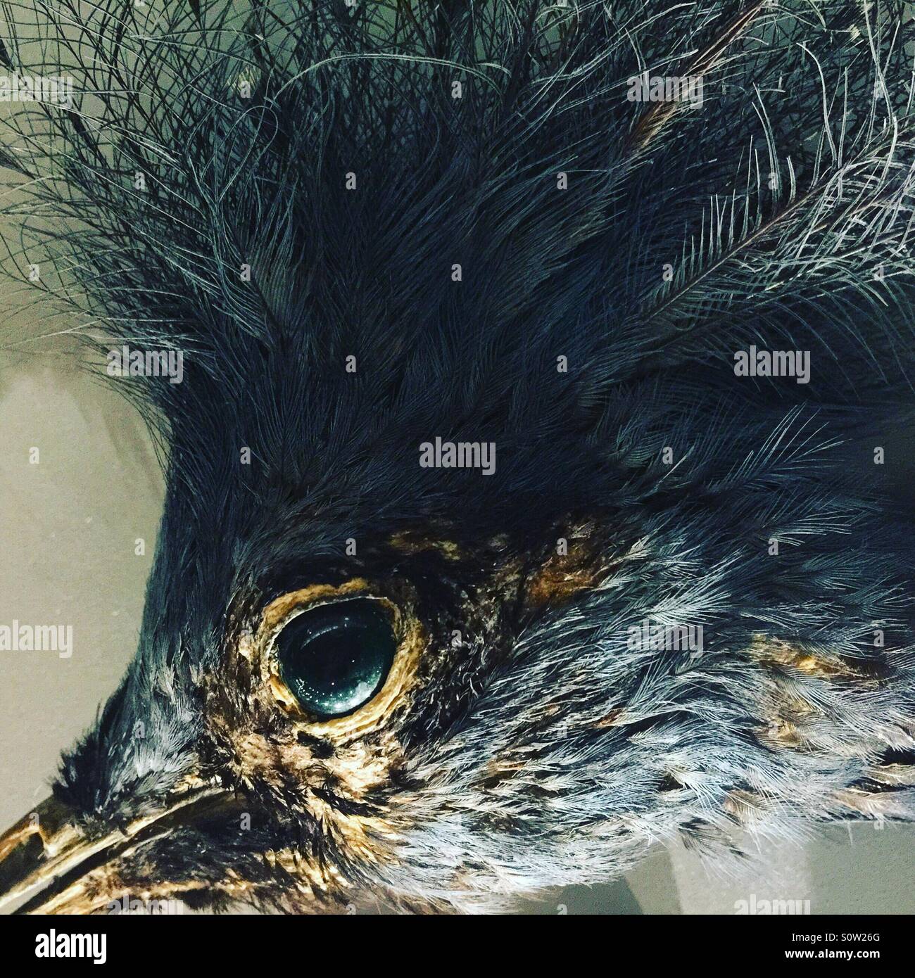 Stuffed head of a blue bird at Manchester museum Stock Photo - Alamy