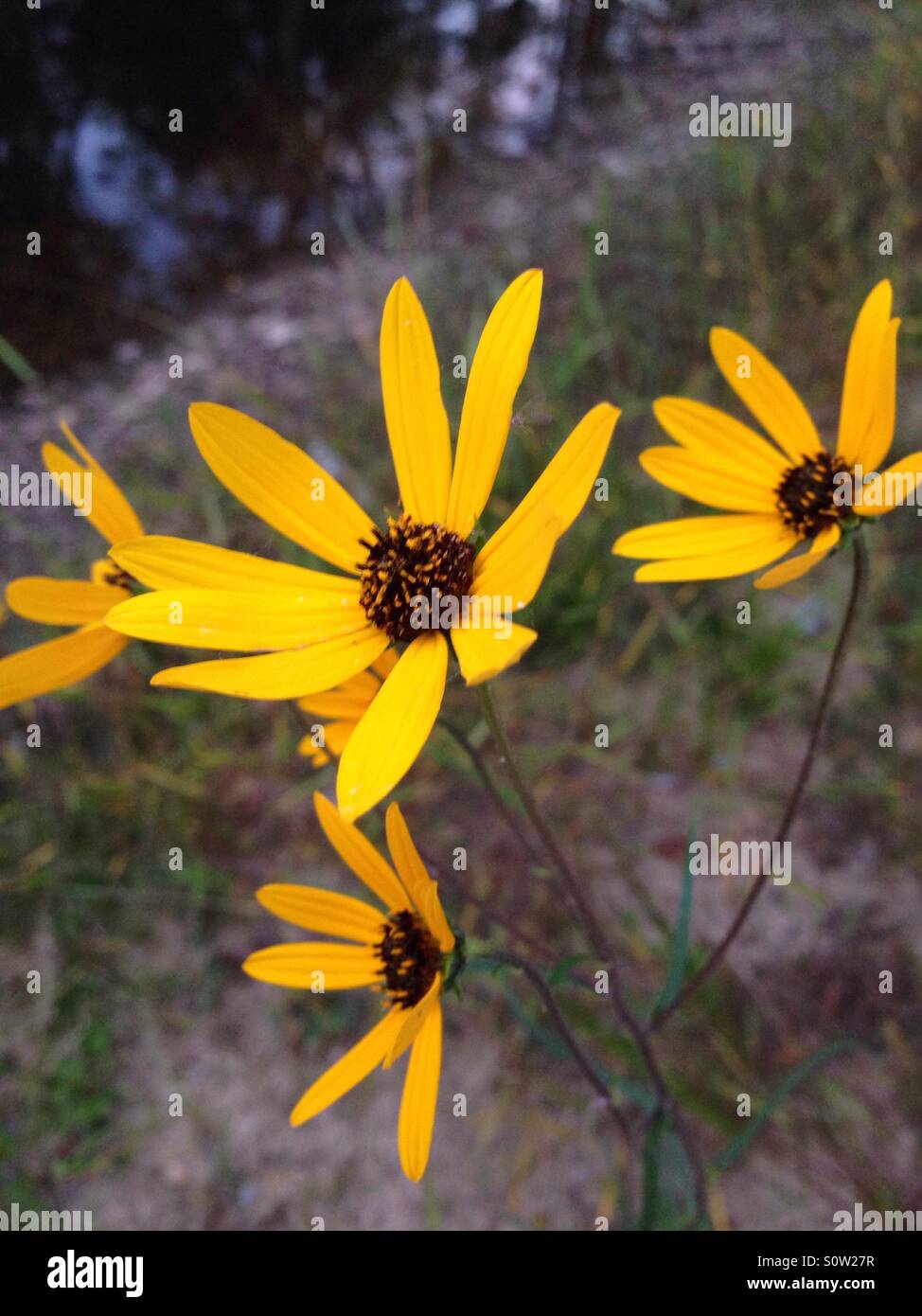 Field of daisies images hi-res stock photography and images - Alamy