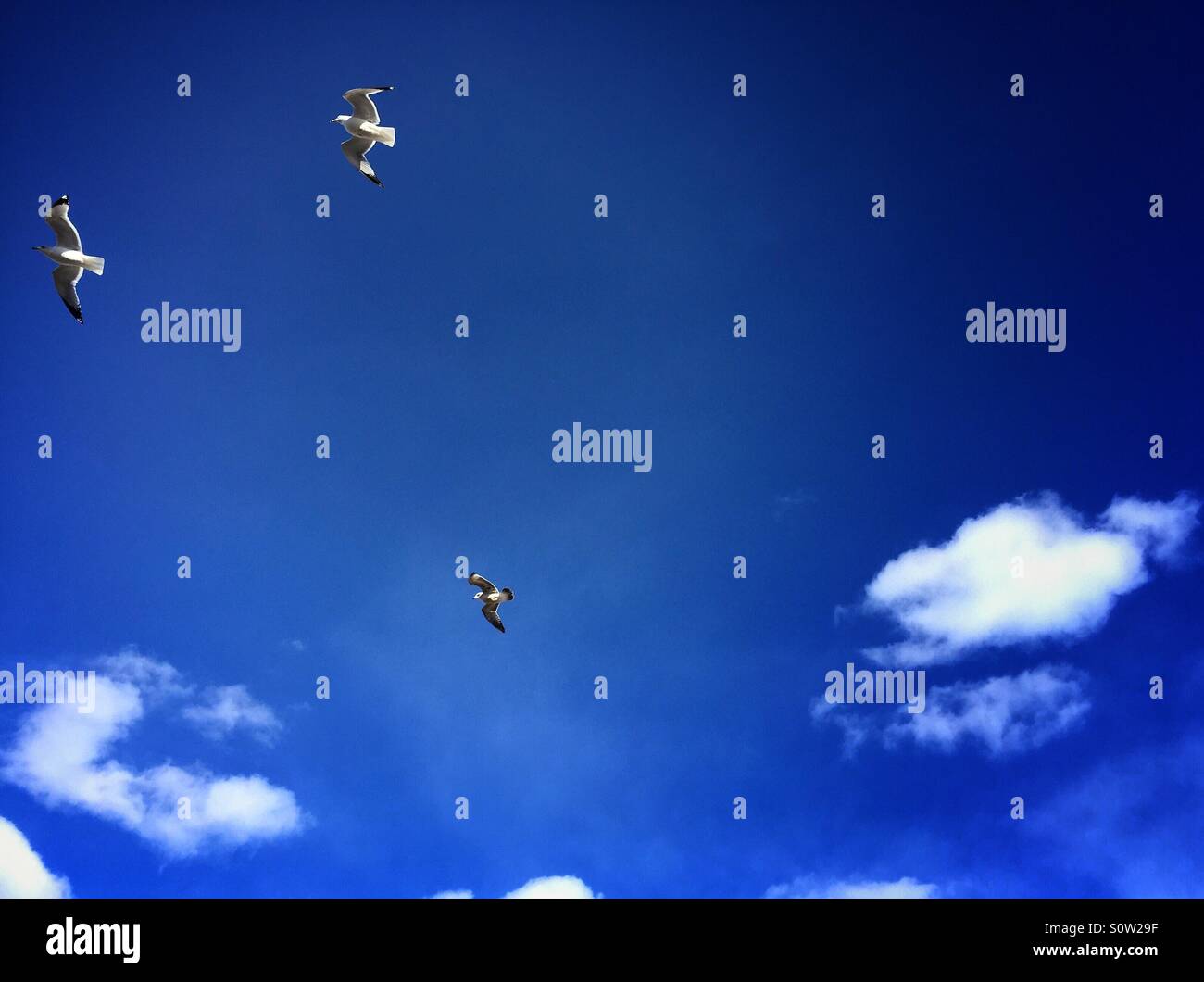 Flying gulls hi-res stock photography and images - Alamy
