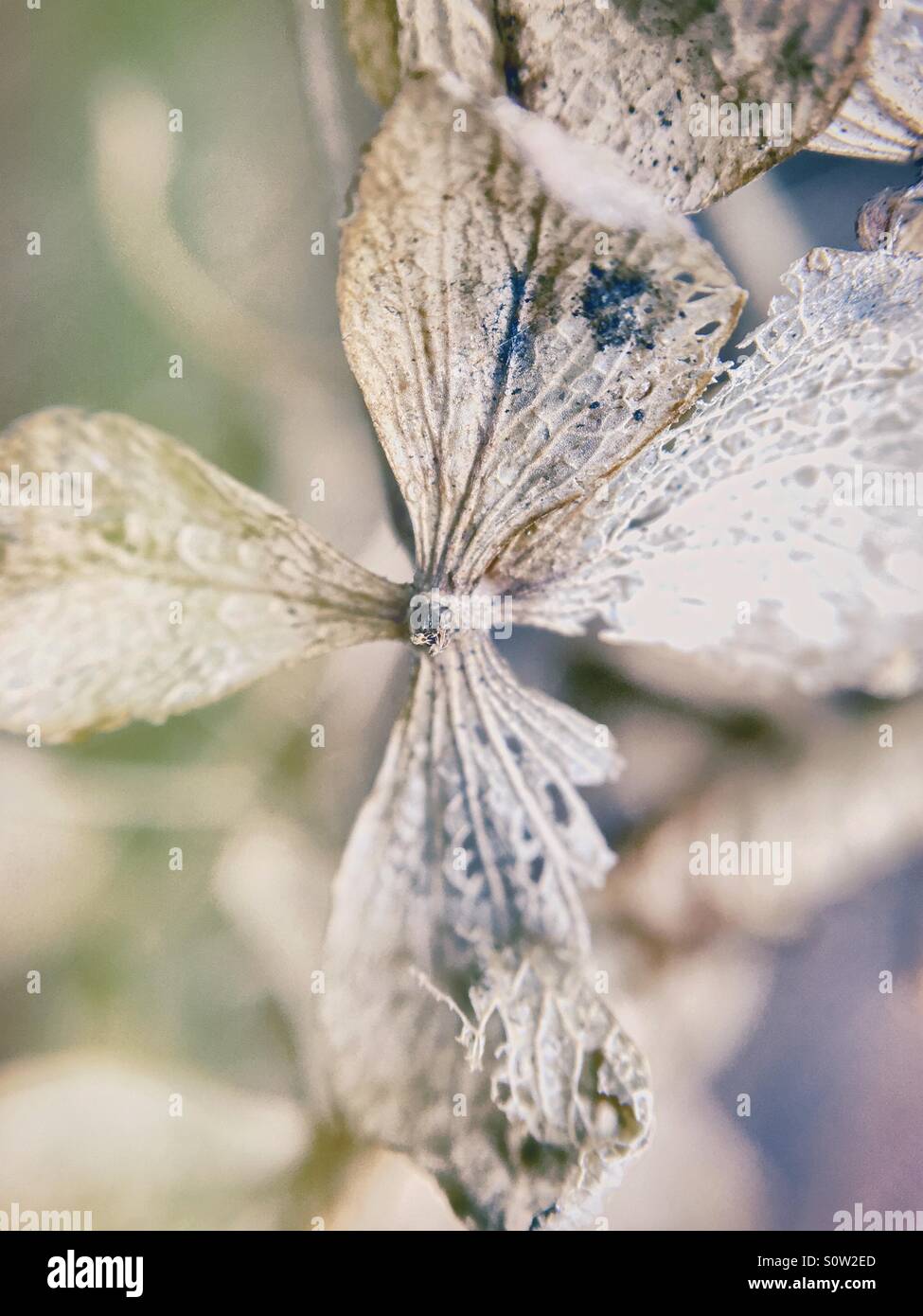 Decaying flowers hi-res stock photography and images - Alamy