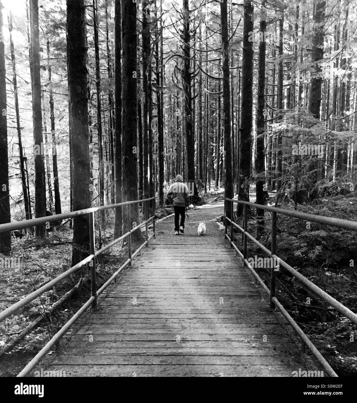 Sunbeams walk Black and White Stock Photos & Images - Alamy