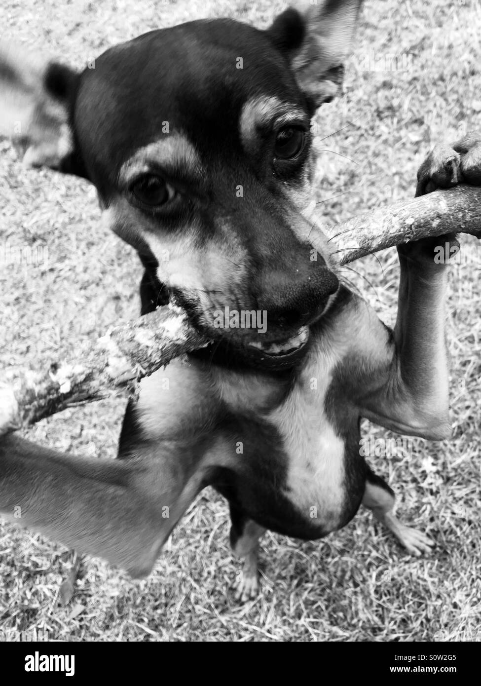 Two feet stick hi-res stock photography and images - Alamy