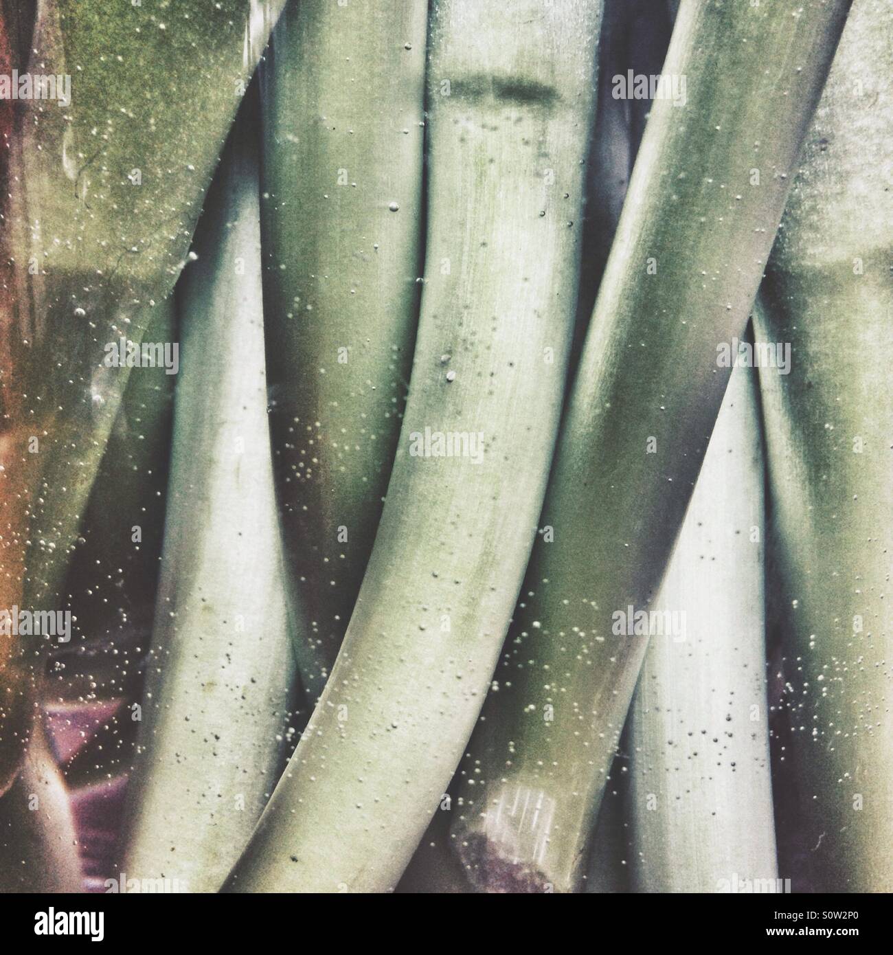 Tulip stalks in water in a vase Stock Photo - Alamy
