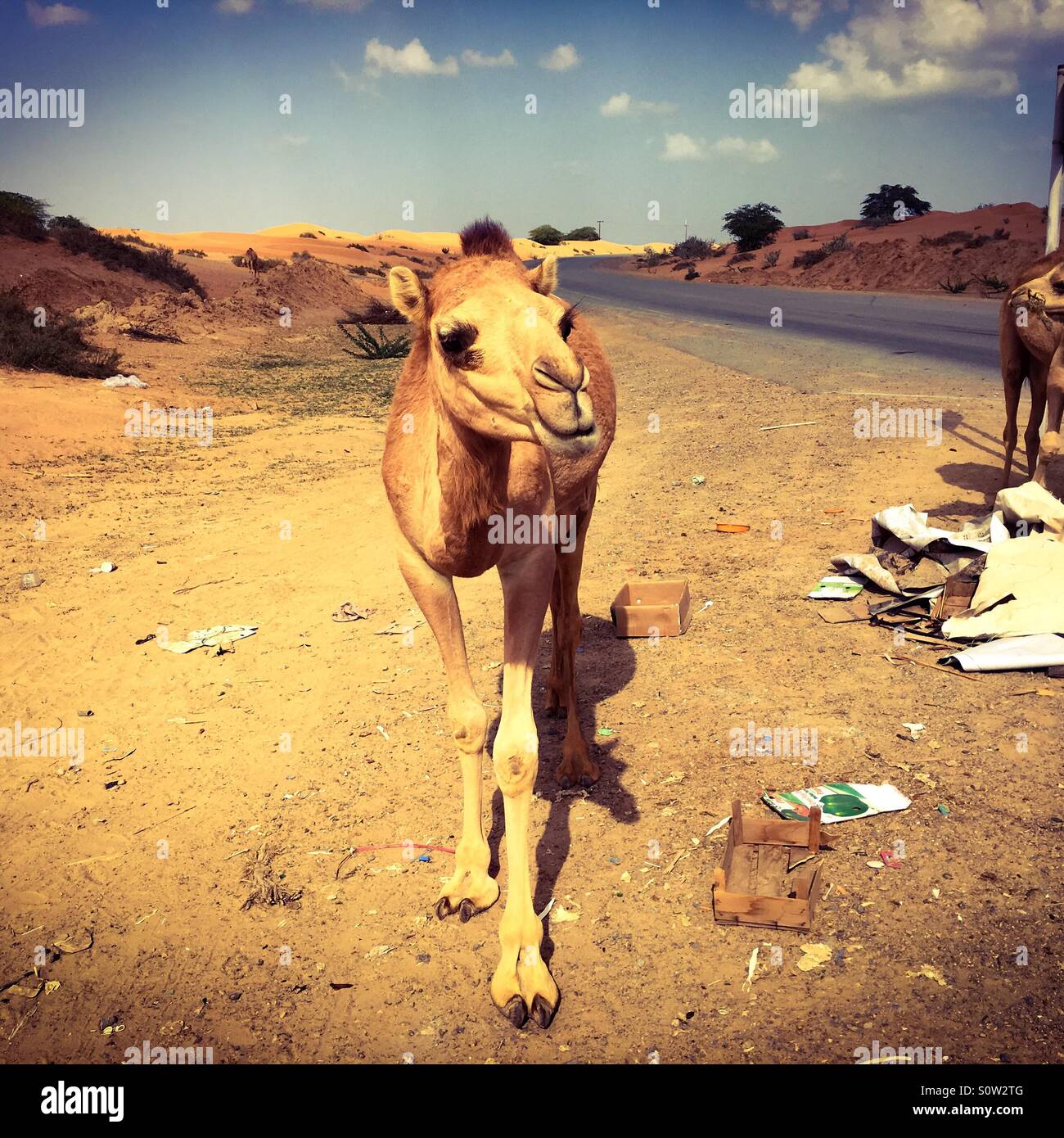 Uae camel desert hi-res stock photography and images - Alamy