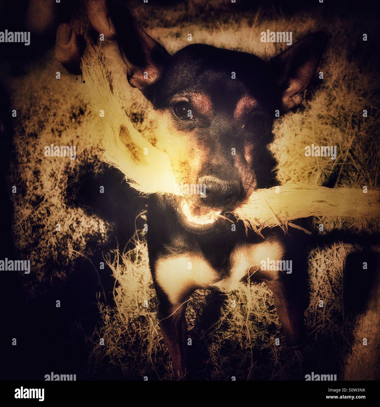 Dog with stick, dramatic lightning Stock Photo - Alamy