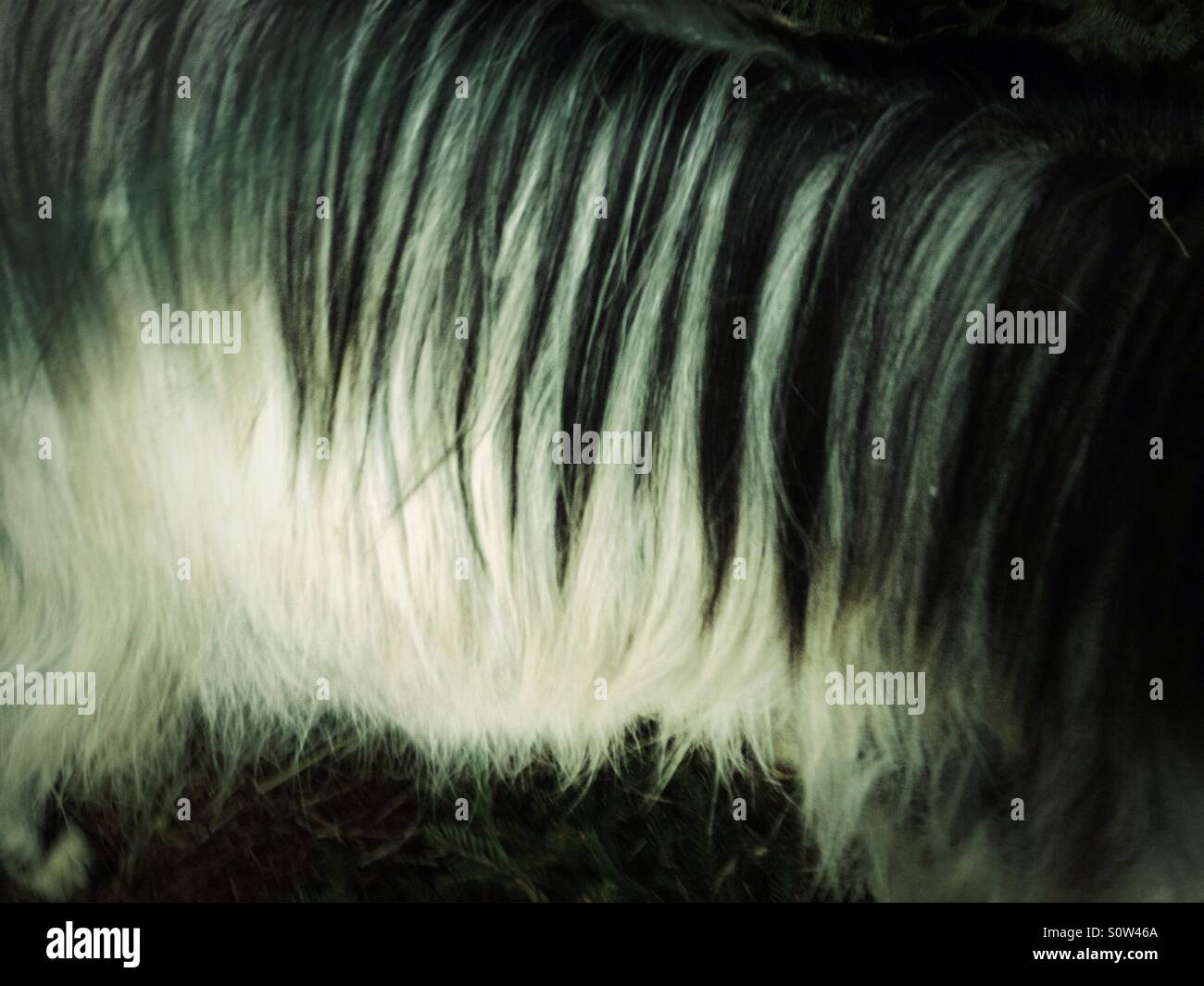 Billy Goat Gruff High Resolution Stock Photography and Images - Alamy