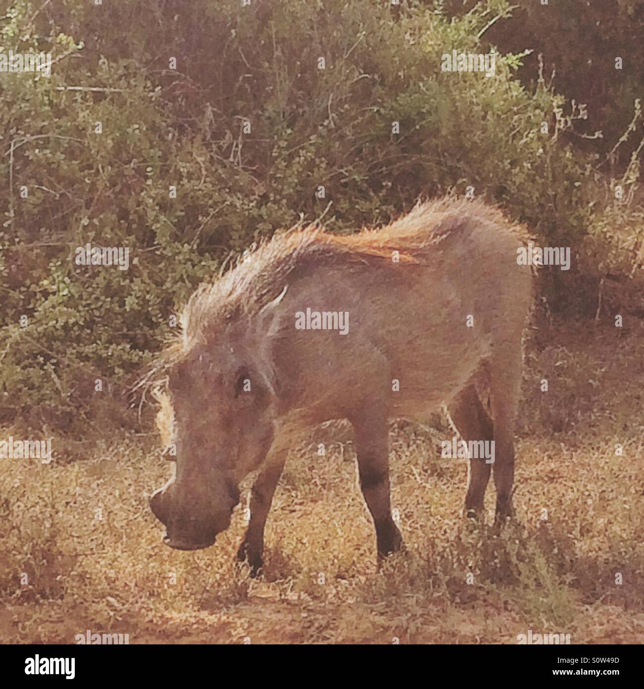 Wart hog drinking hi-res stock photography and images - Alamy