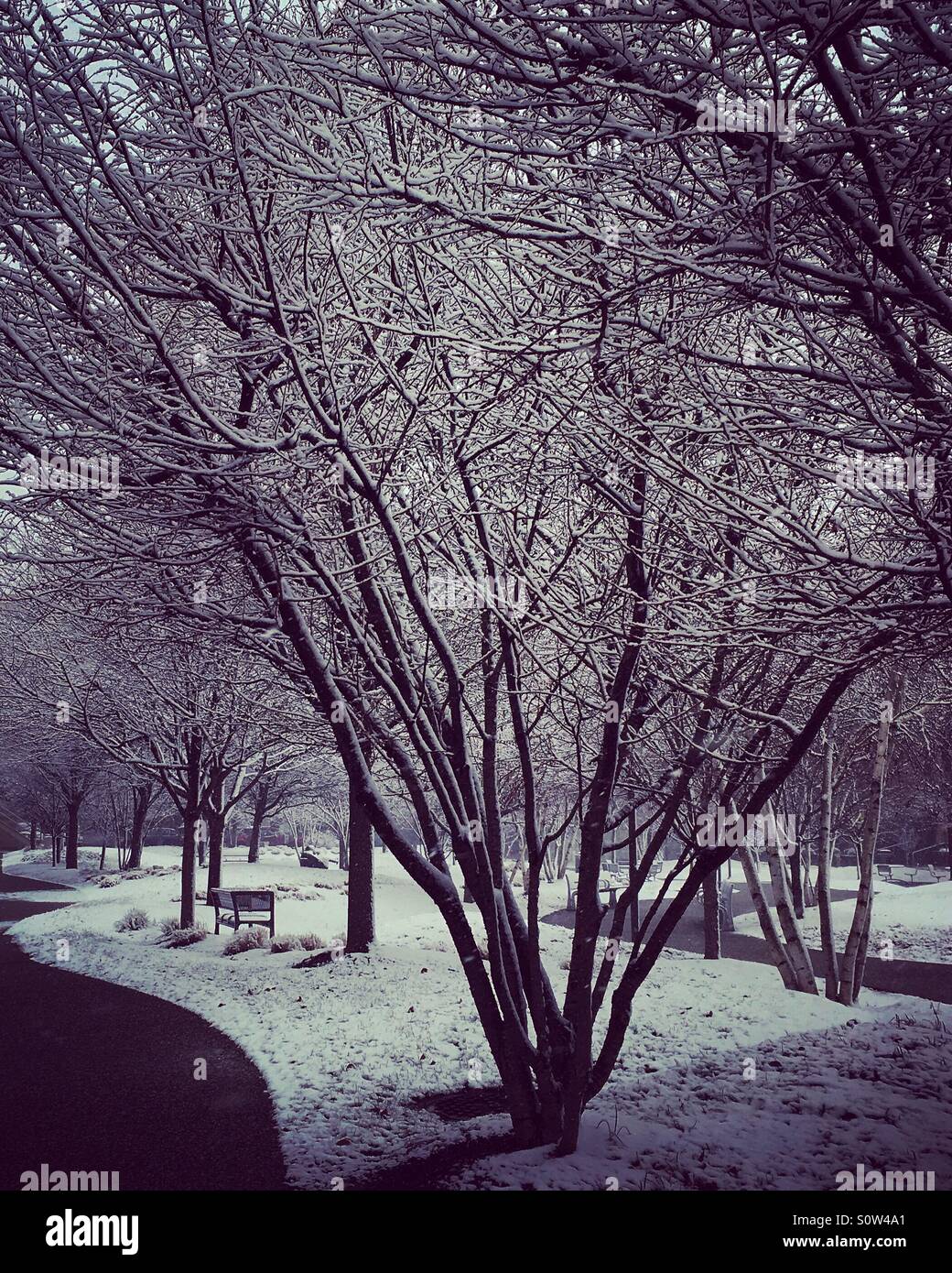 Snowy scenes trees hi-res stock photography and images - Alamy