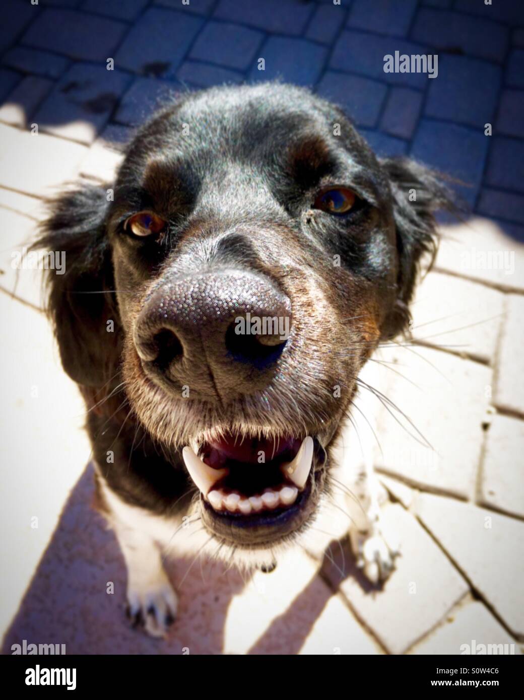 Puppy face hi-res stock photography and images - Alamy