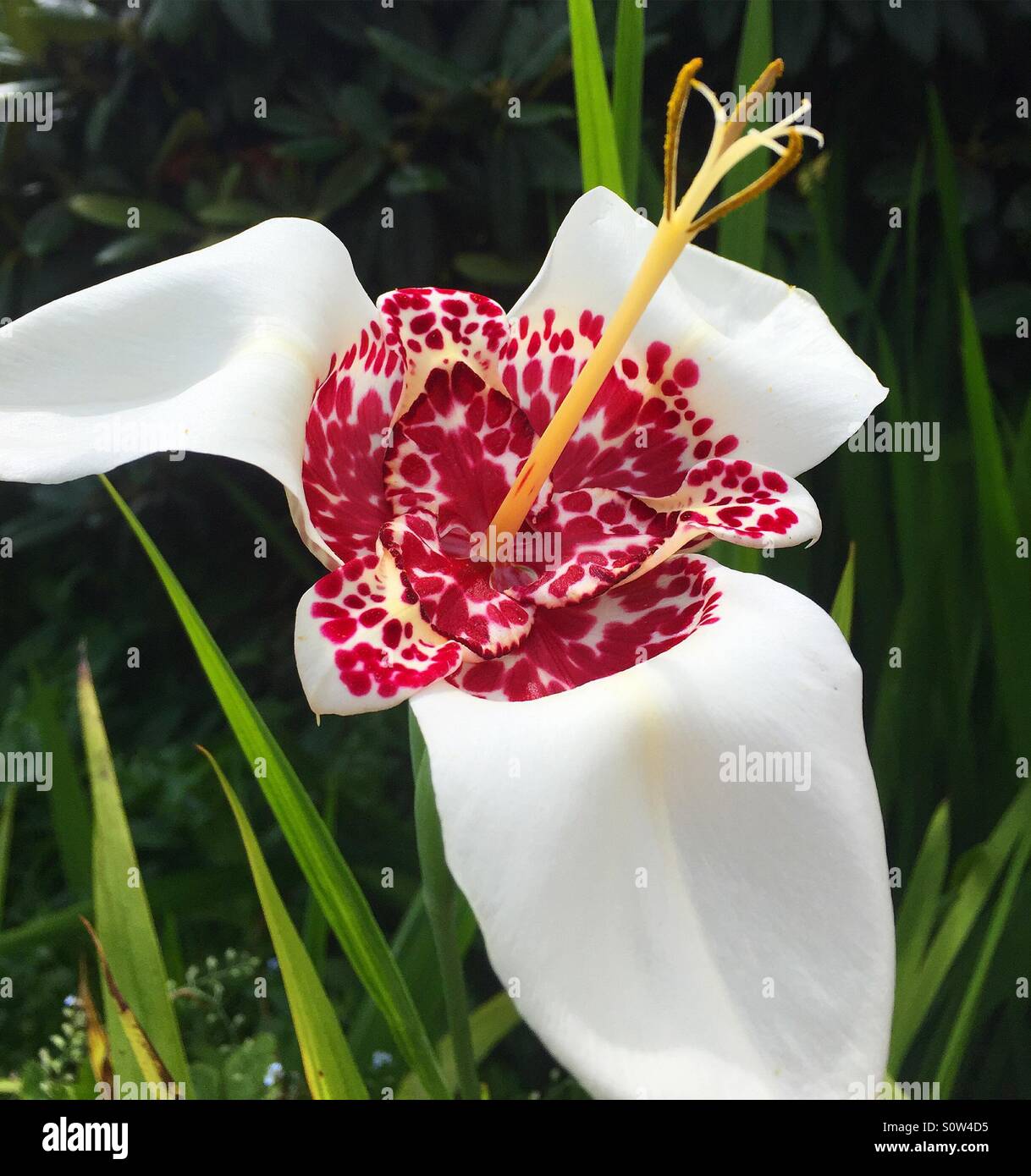Three petals hi-res stock photography and images - Alamy