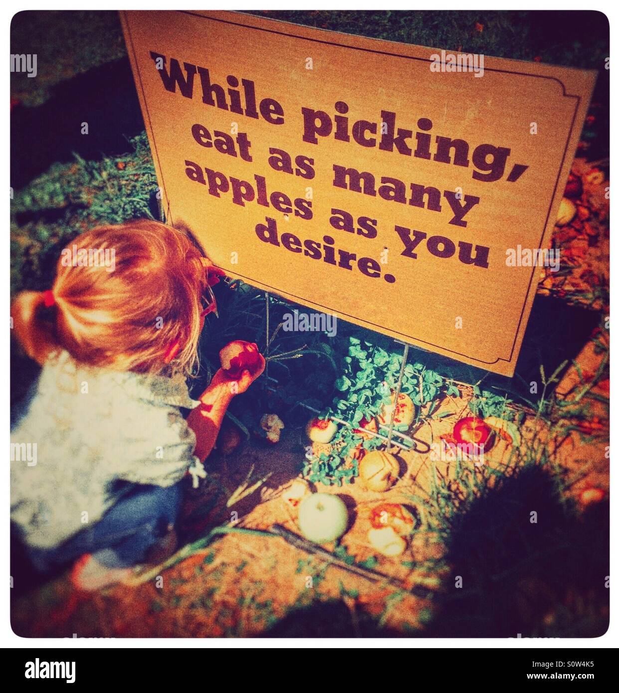 Apple picking sign and a child eating an apple Stock Photo - Alamy