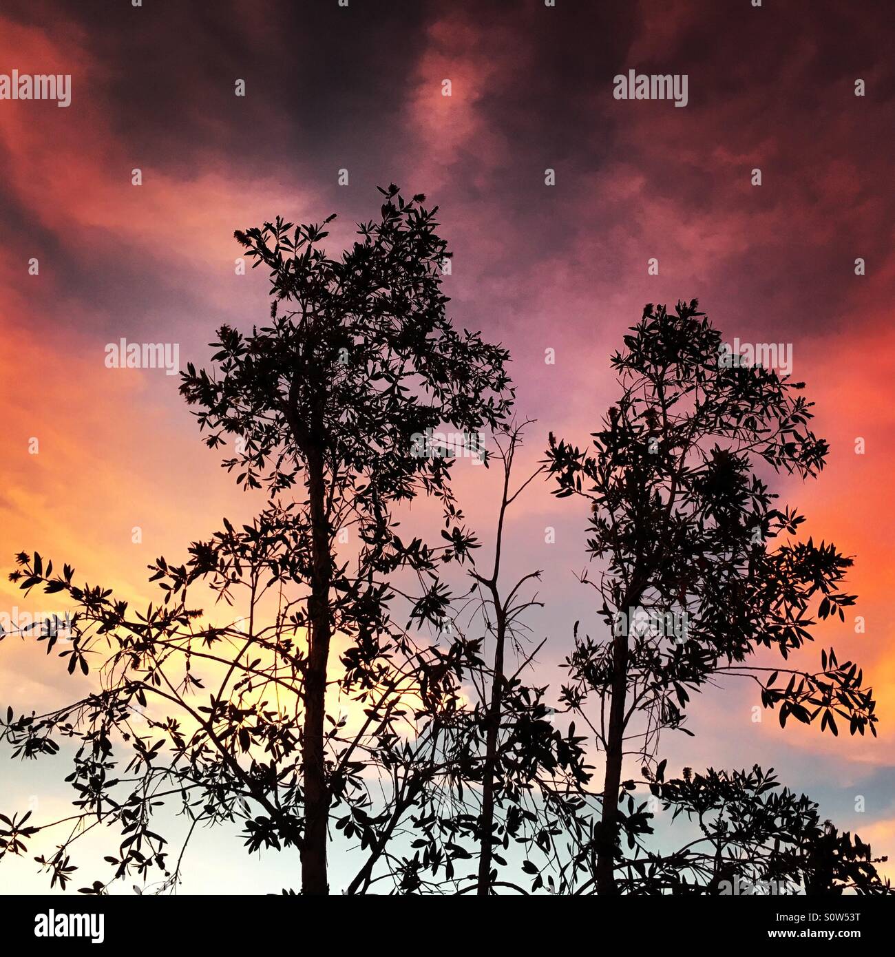 Sky behind two trees hi-res stock photography and images - Alamy