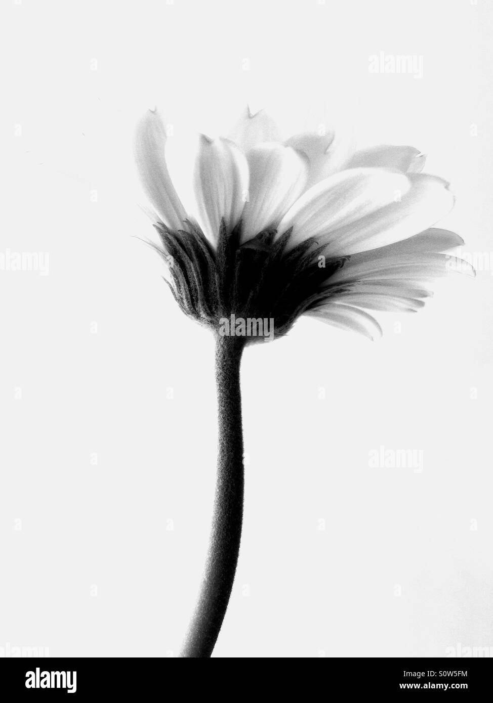 Mono flower hi-res stock photography and images - Alamy