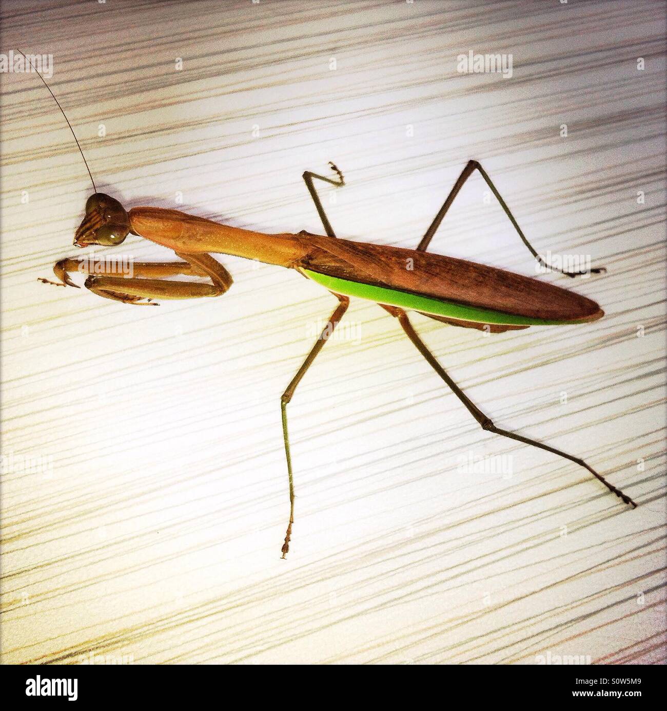 Mantis antenna hi-res stock photography and images - Alamy