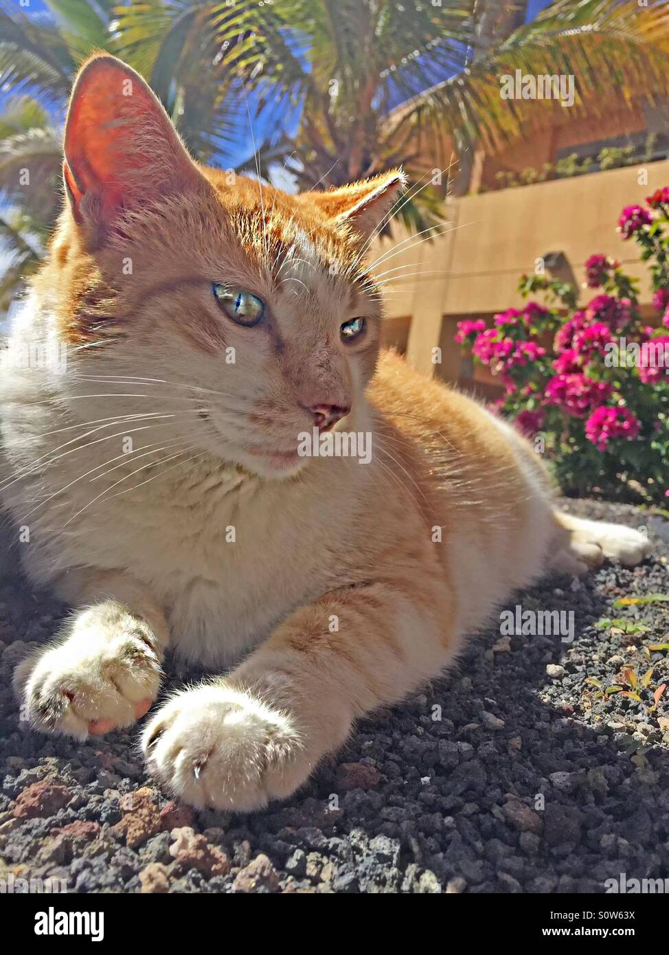 Sun and cat hi-res stock photography and images - Alamy