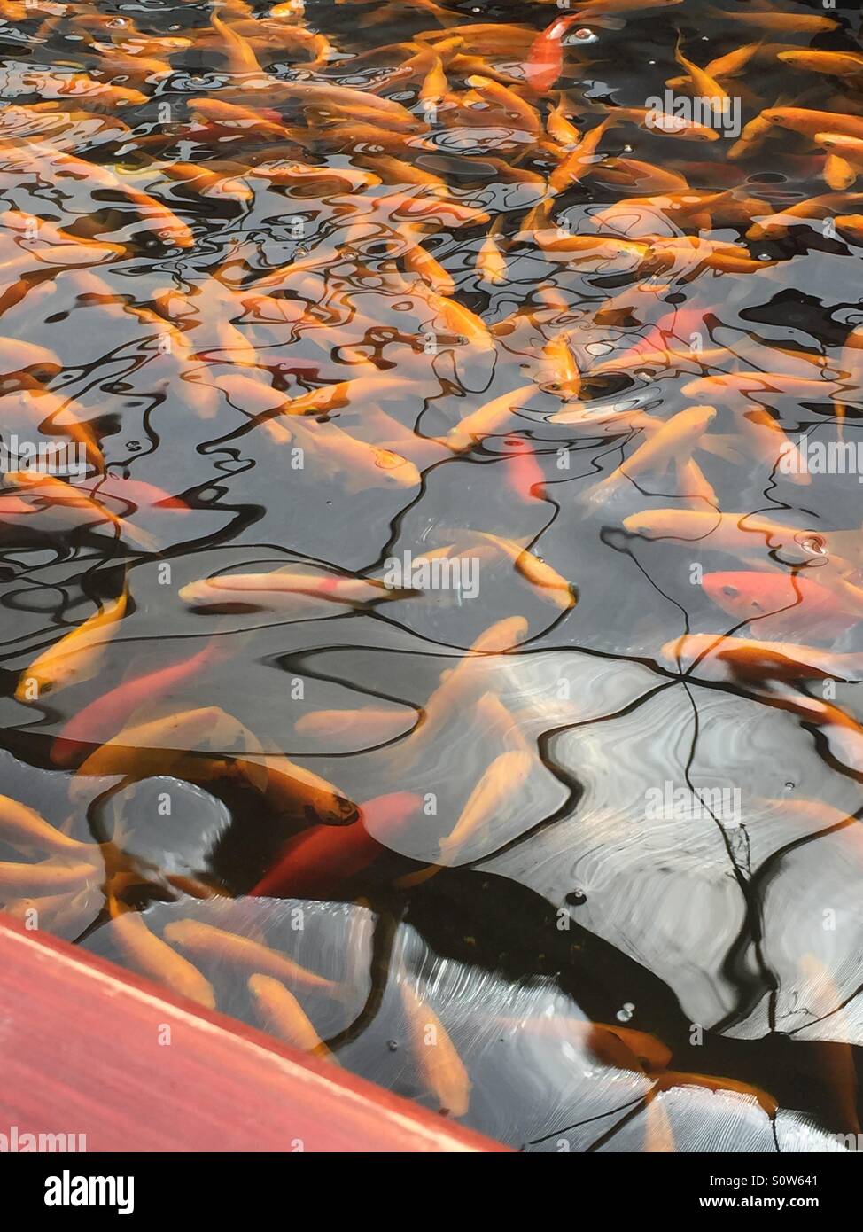 Fish pool hi-res stock photography and images - Alamy