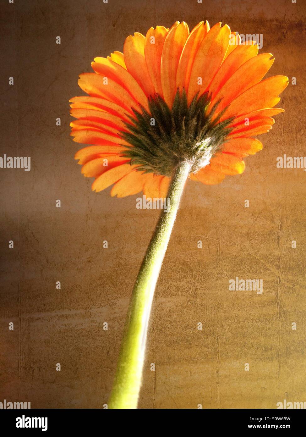 Tall stem flower hi-res stock photography and images - Alamy