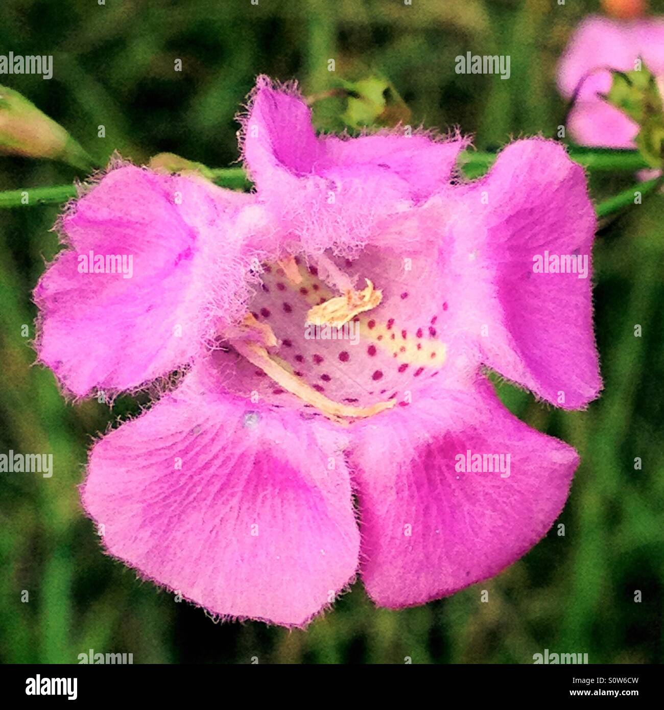 Purple False Foxglove flower close-up, Agalinis purpurea Stock Photo ...