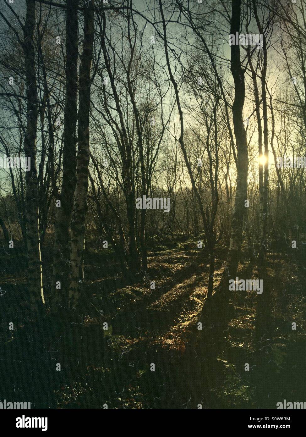 Morning sunshine through trees Stock Photo - Alamy