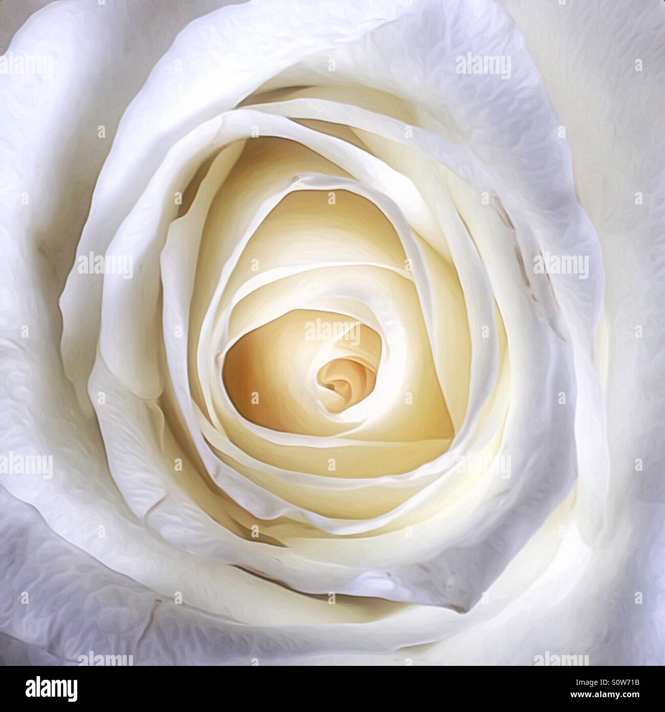 Artistic and textured image of a white rose Stock Photo - Alamy