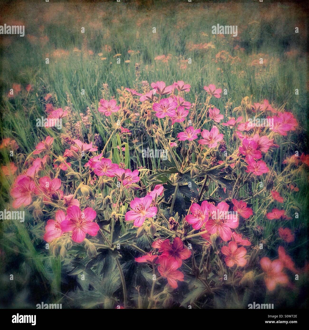 Impressionistic summer flower meadow with sticky geraniums on Blacktail ...