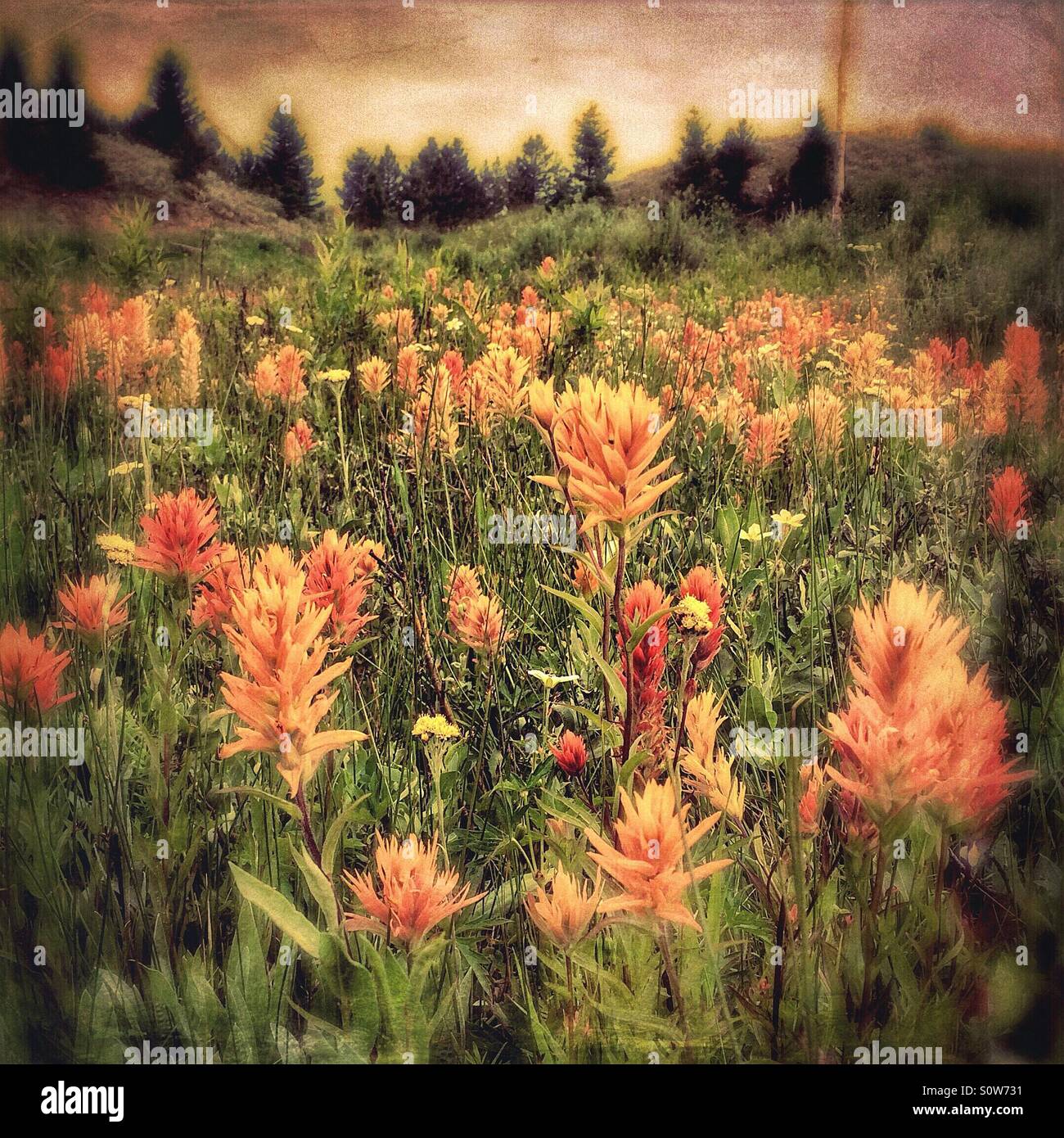 Impressionistic image of summer flower meadow with pink Indian ...