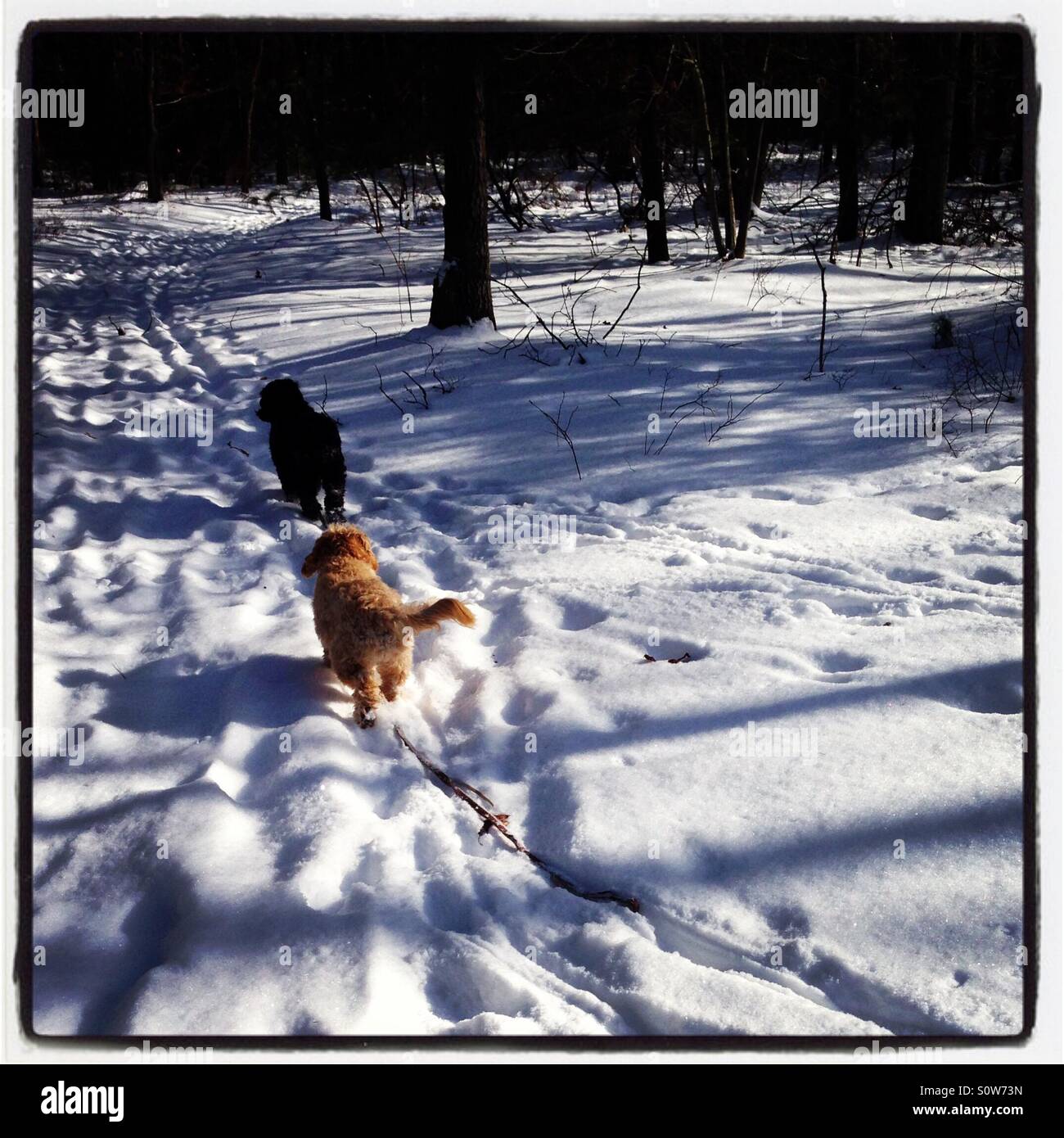 Cockapoo puppies hi-res stock photography and images - Alamy