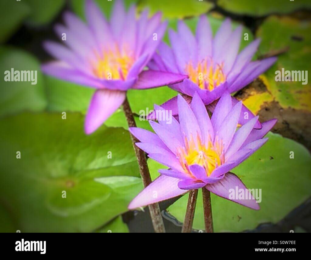 Multiple lotus leaves hi-res stock photography and images - Alamy