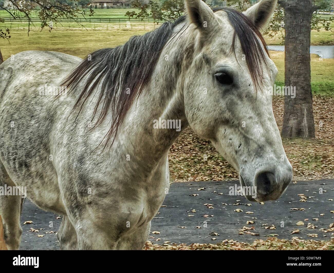 Dappled horse hi-res stock photography and images - Alamy