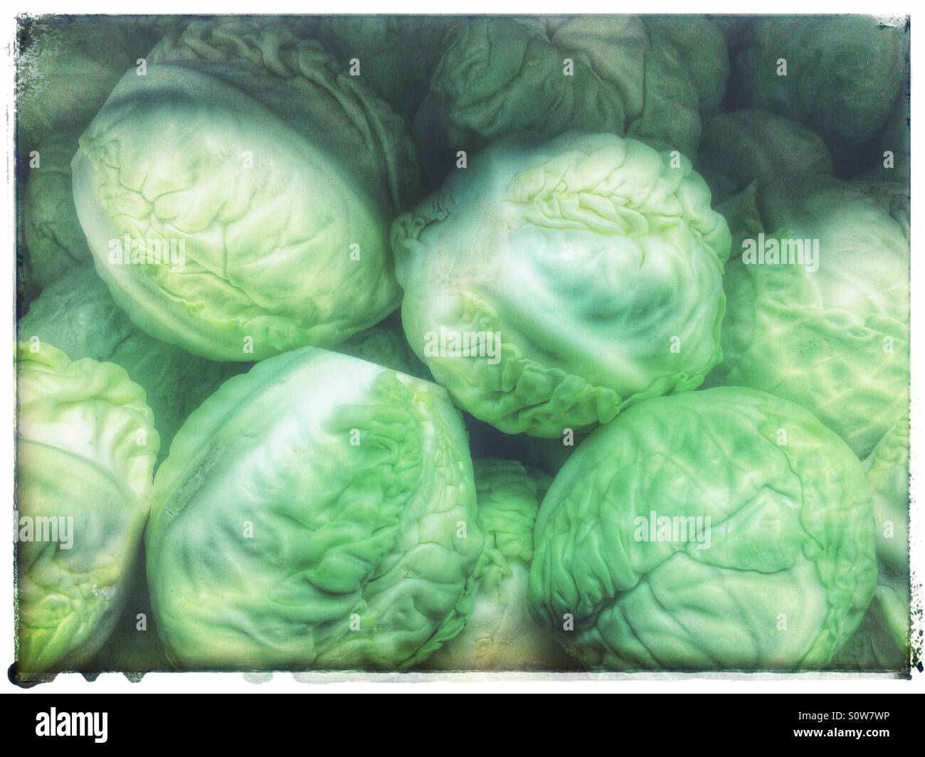 Baby cabbages on supermarket shelf Stock Photo - Alamy