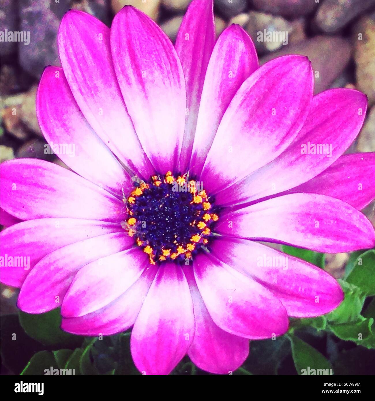 Big purple flower in a garden Stock Photo - Alamy