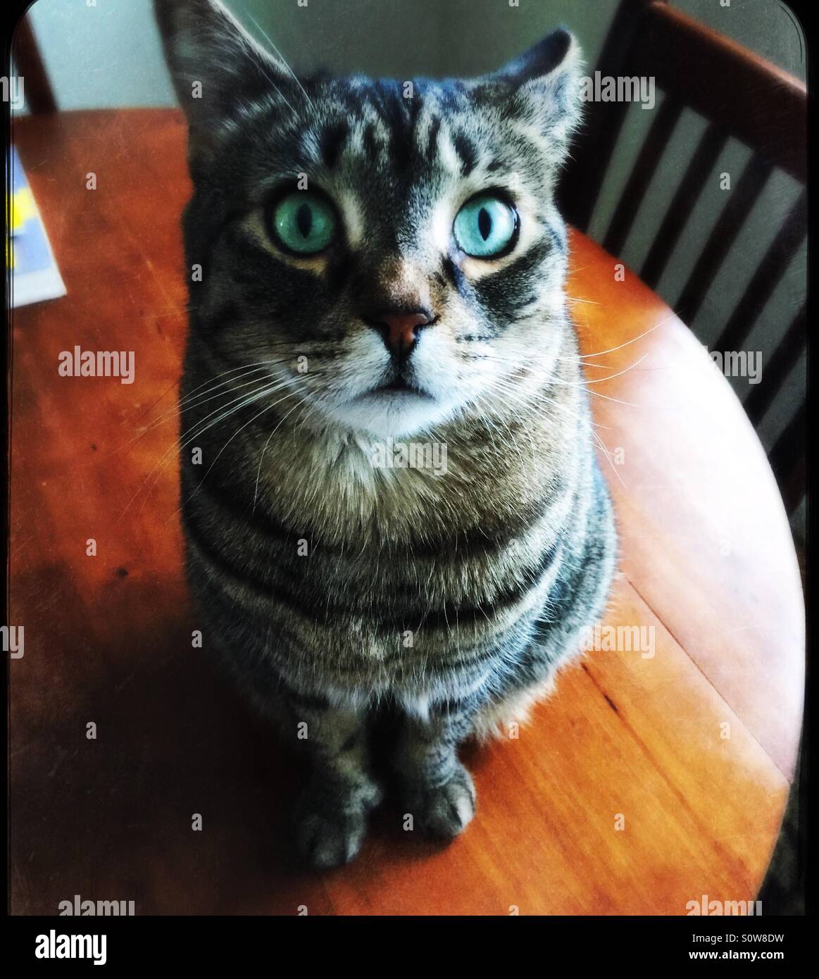 Wide eyed tabby cat on table Stock Photo - Alamy