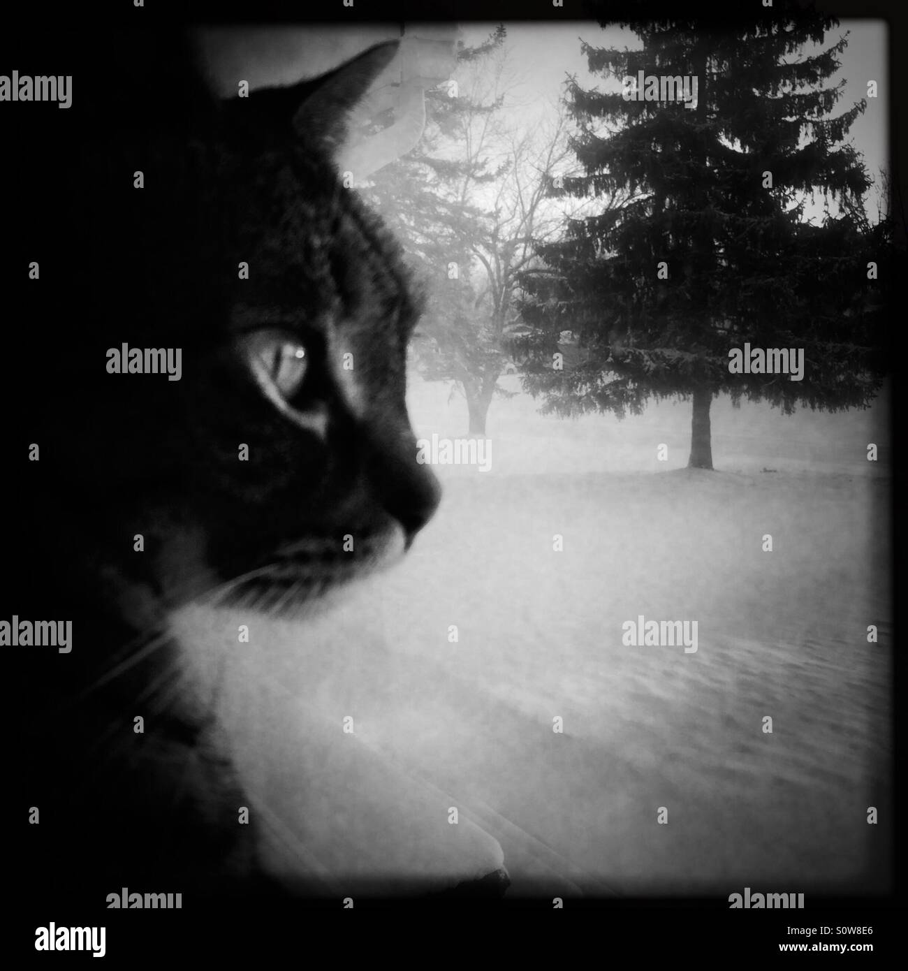 Tabby cat in window looking out at the snow Stock Photo - Alamy