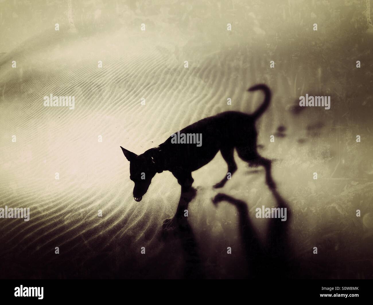 Straying hi-res stock photography and images - Alamy