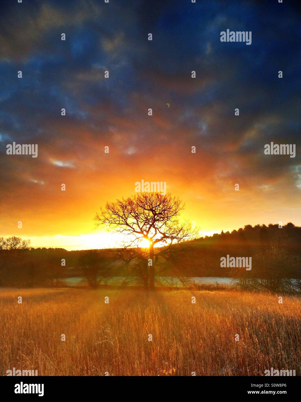 Tree sky field sun hi-res stock photography and images - Alamy