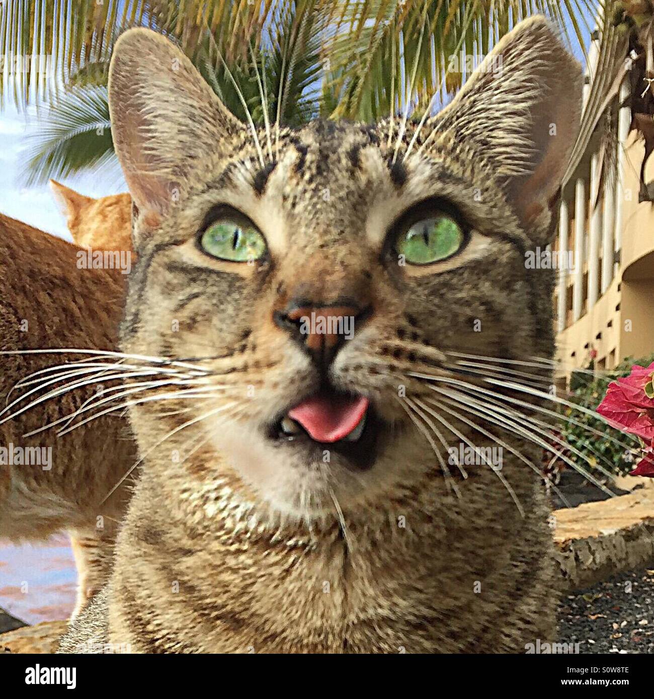 S katze hi-res stock photography and images - Alamy