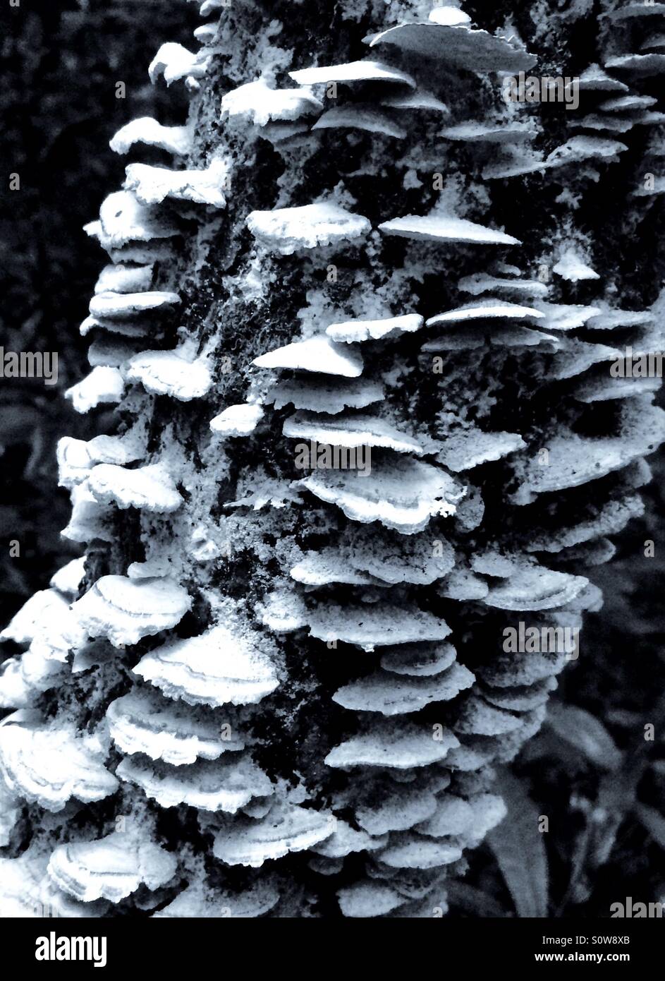 Tree fungus growing in hi-res stock photography and images - Alamy