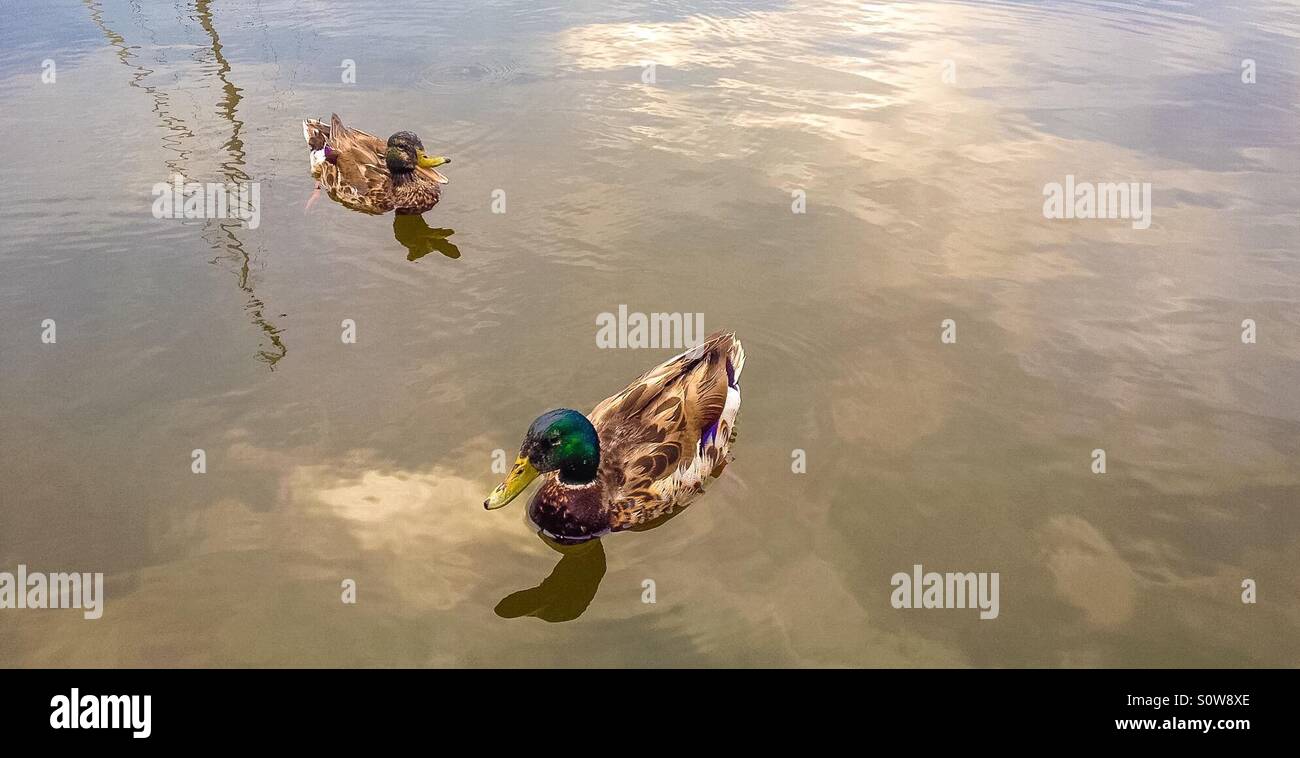 Talking to ducks hi-res stock photography and images - Alamy