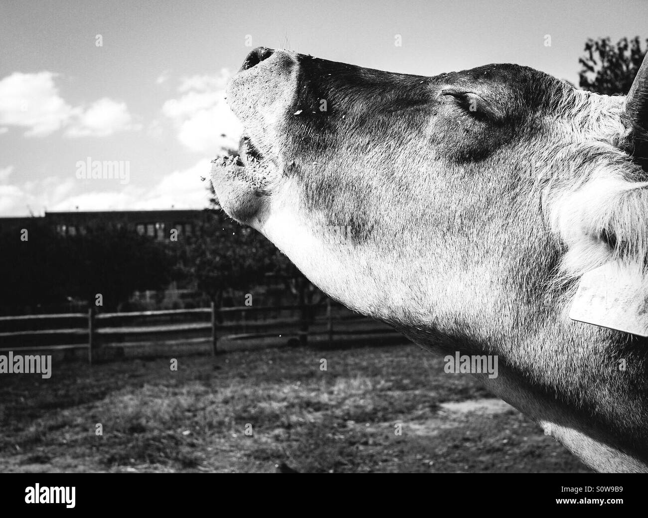 Cow face up close Black and White Stock Photos & Images - Alamy