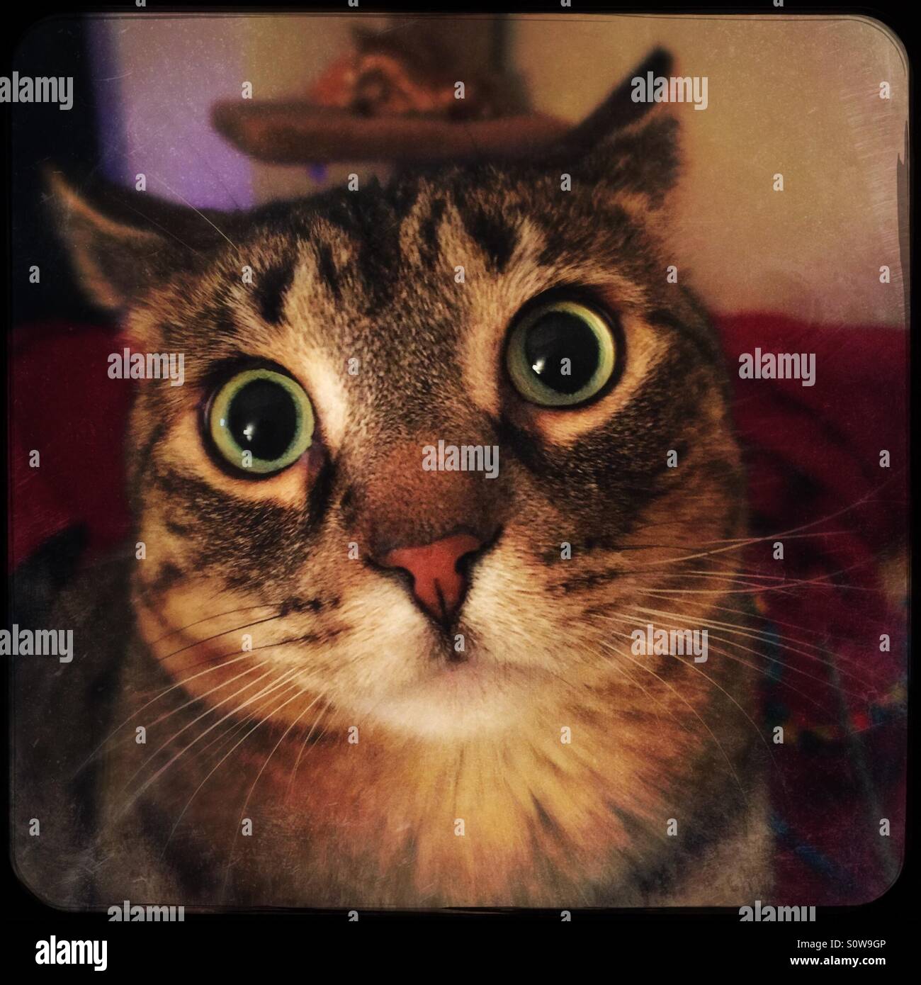 Tabby cat looking crazy Stock Photo - Alamy