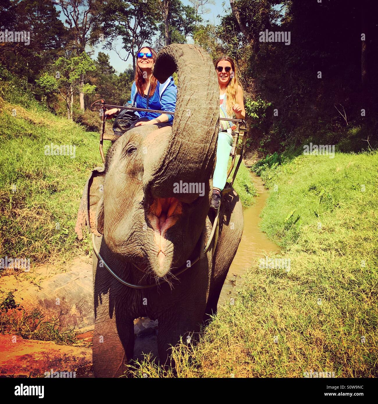 Elephant riding in Thailand Stock Photo - Alamy