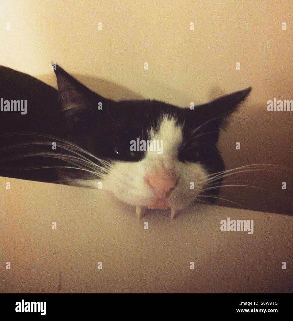 Cute angry cat hi-res stock photography and images - Alamy