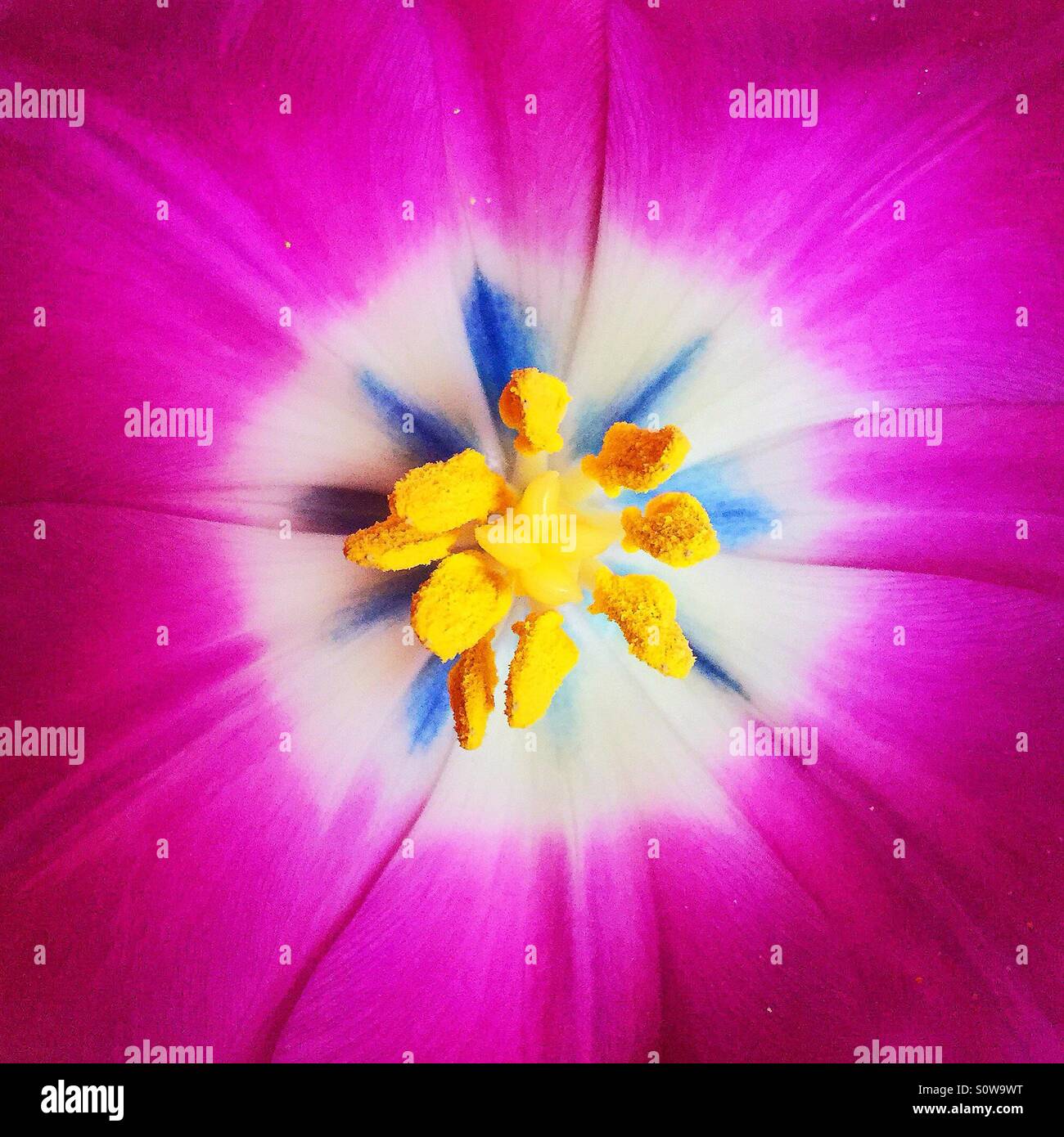 Pink pistil hi-res stock photography and images - Alamy
