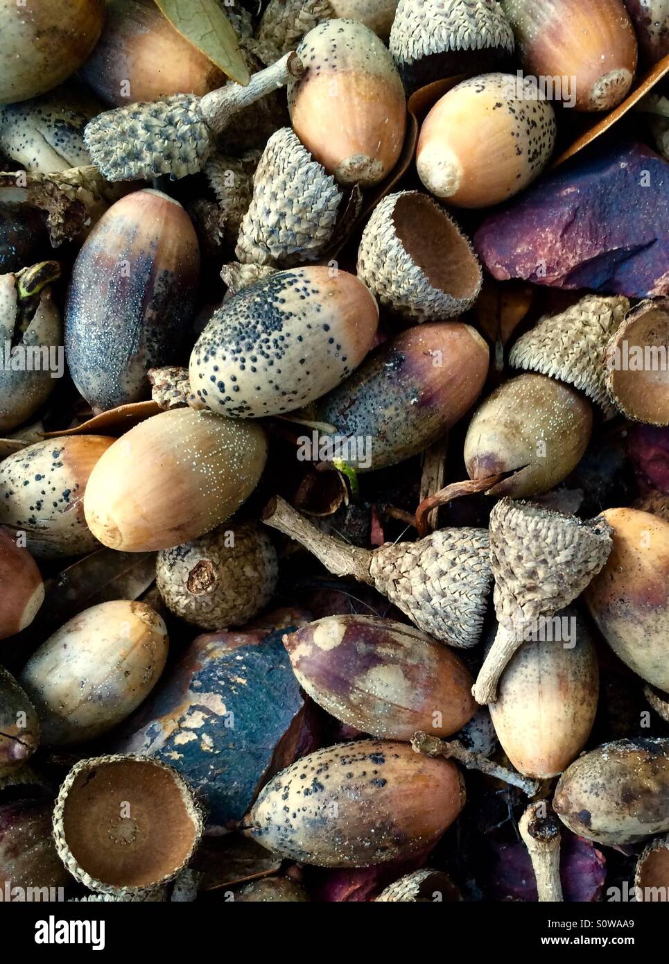 Acorns covering the ground with abstract design Stock Photo - Alamy