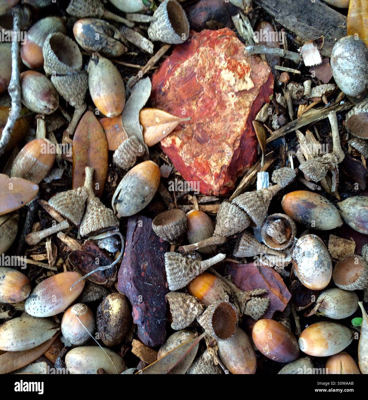 Acorns and stones hi-res stock photography and images - Alamy