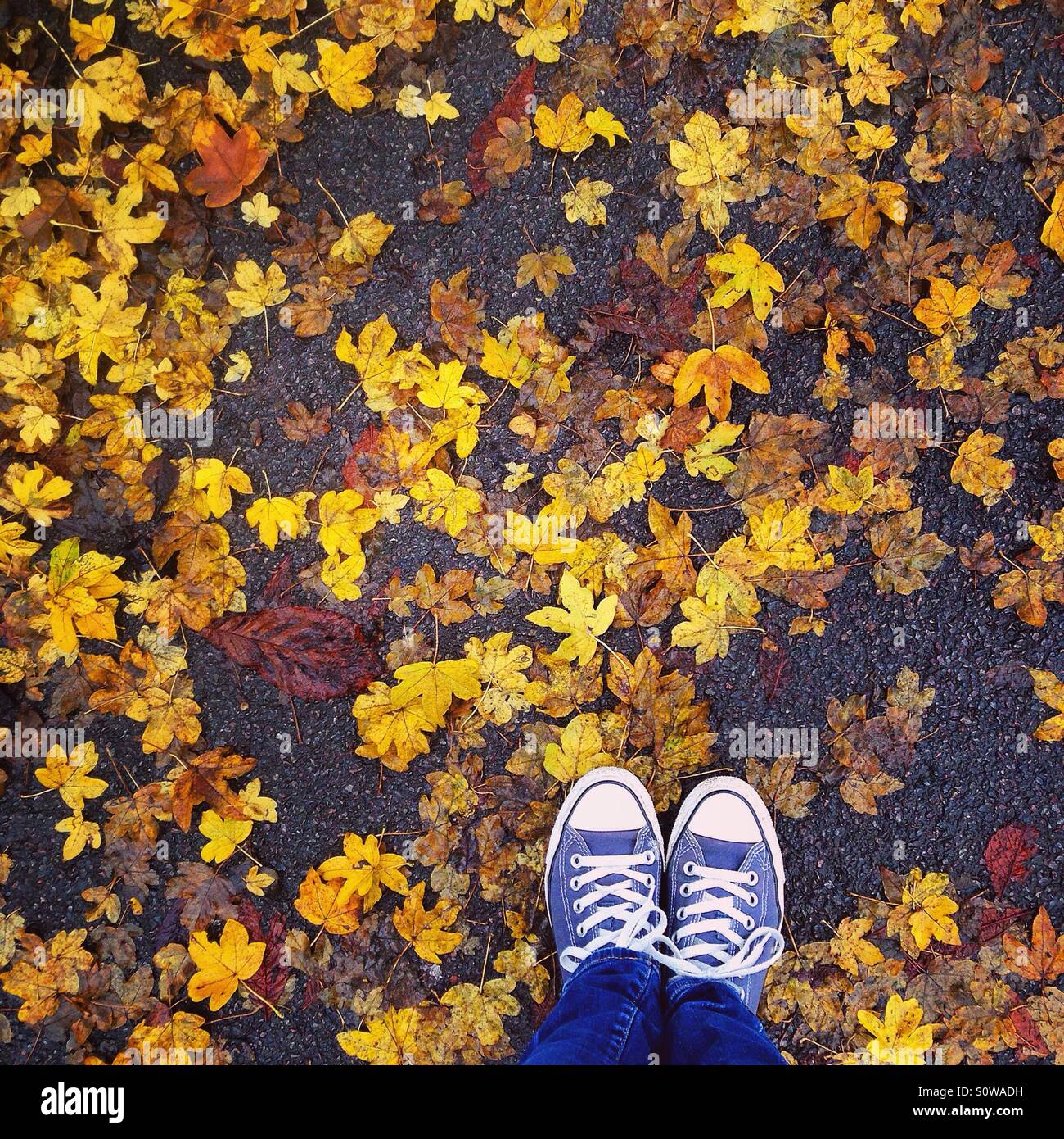 Overhead autumn leaves hi-res stock photography and images - Alamy